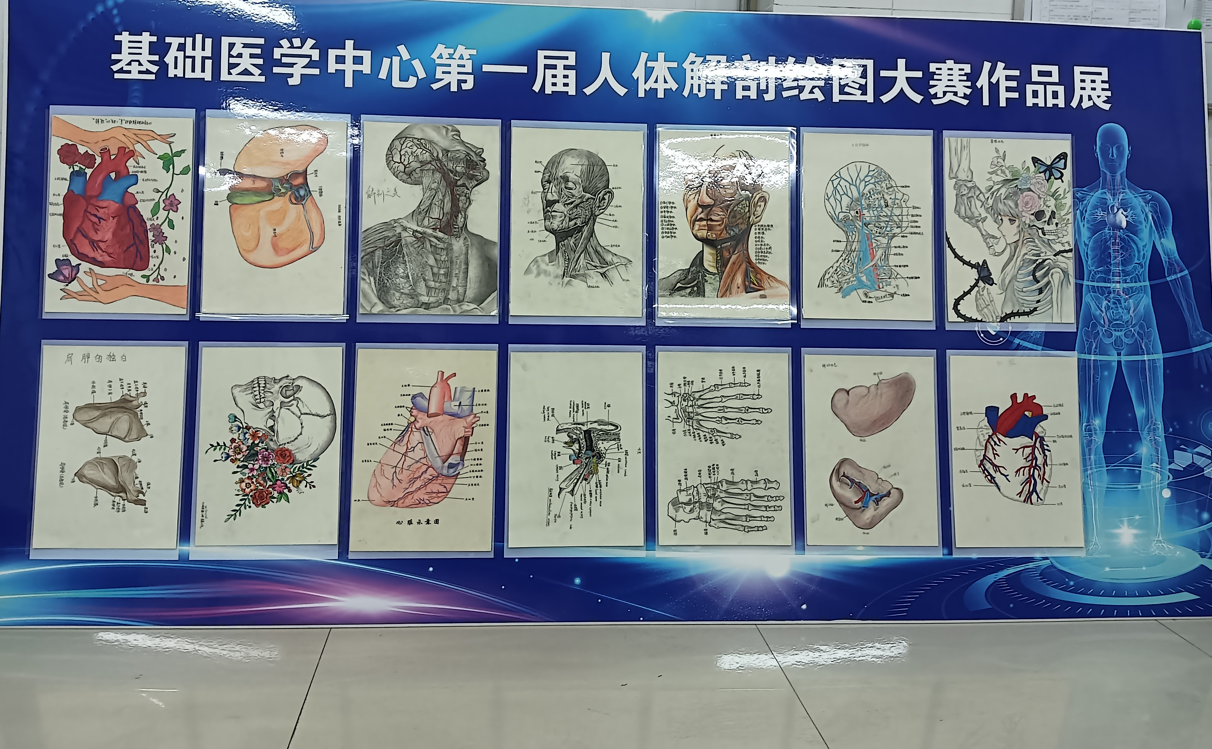 基础医学中心成功举办人体解剖第一届绘图大赛-鹤壁职业技术学院医学院